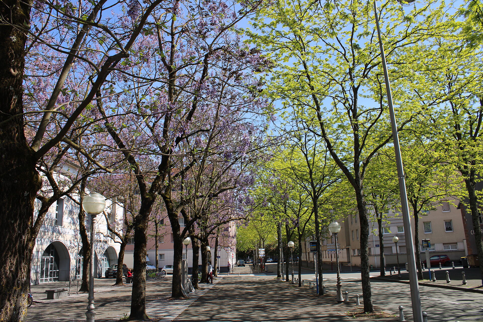 BELFORT LAURÉAT DU PRIX NATIONAL DE L’ARBRE 2019 - Ville de Belfort ...